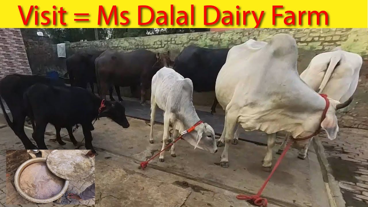 Visit Ms. Dalal dairy Farm || Murrah buffalo farm - YouTube