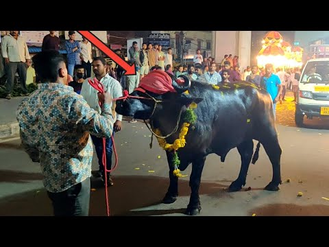 Ameerpet sadar bulls | sadar festival attraction bulls | sadar ...