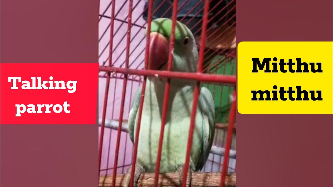 talking mittu mitthua - YouTube