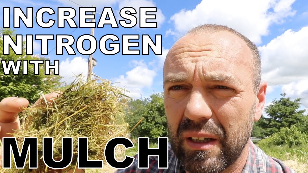 Permaculture gardening: Increase nitrogen in soil with mulch - YouTube