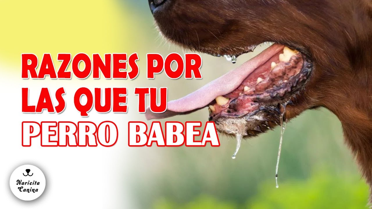 Por Qué Mi Perro Babea Tanto Cuando Está Con Otros Perros