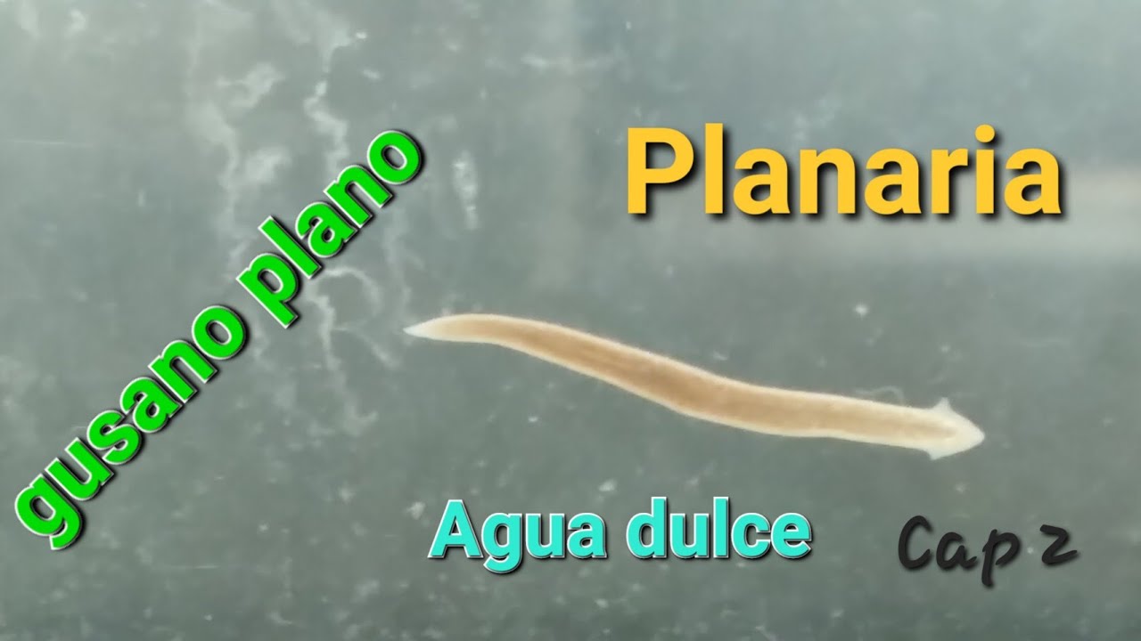 Planaria gusano plano de agua dulce. Cap 2 - YouTube