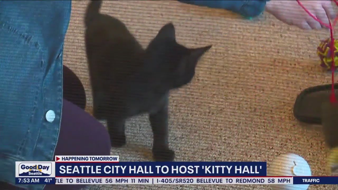 Cats are taking over Seattle City Hall: "Kitty Hall" | FOX 13 Seattle ...