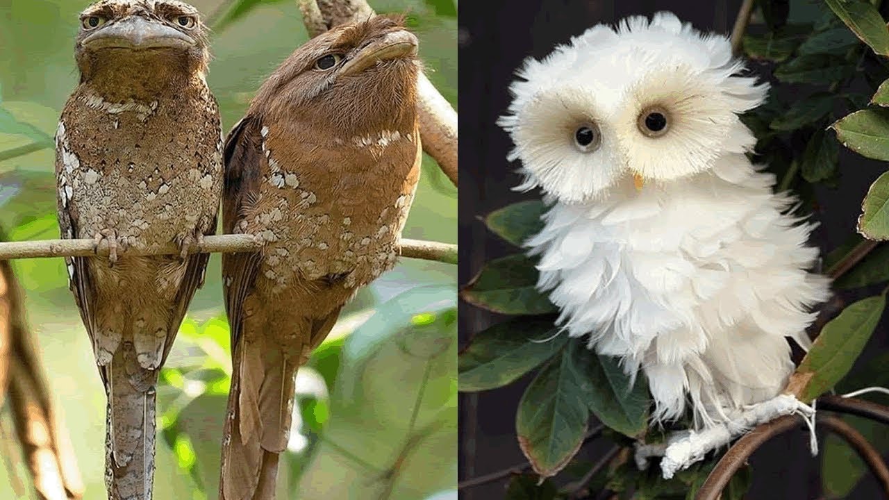 5 Tipos De Búhos Que Solo Veras En El Dia - YouTube