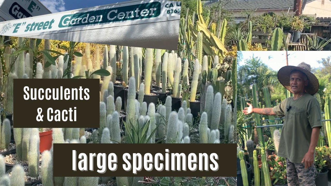 E Street Garden Center, Succulents for your Collection and your Garden ...