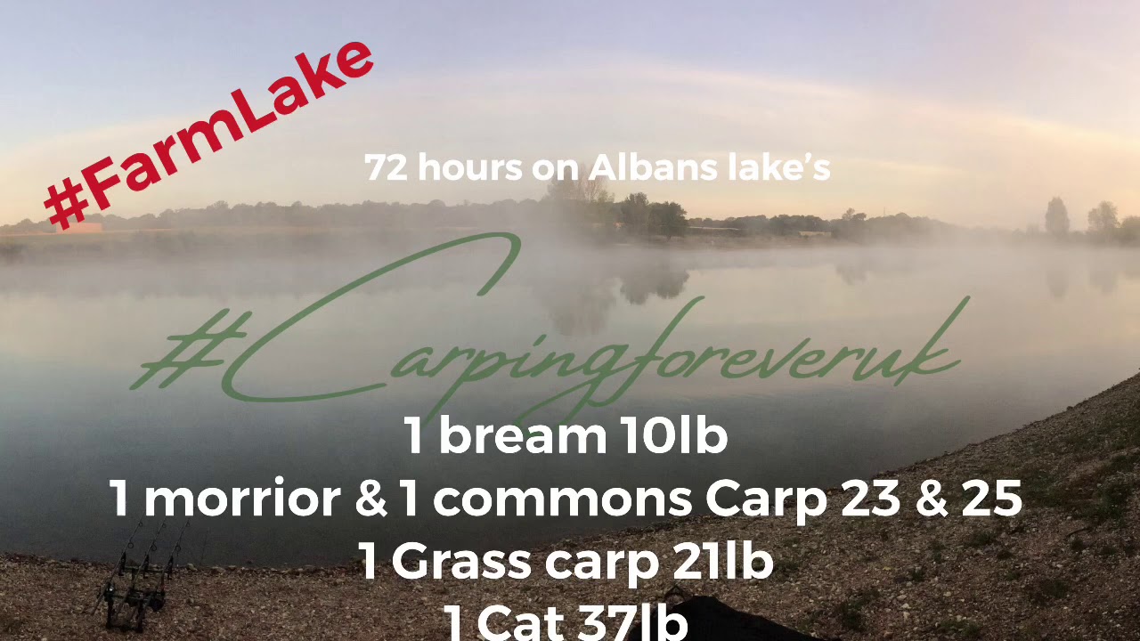 72 hours on farm lake on Albans lakes complex.|Big Carp fishing for ...