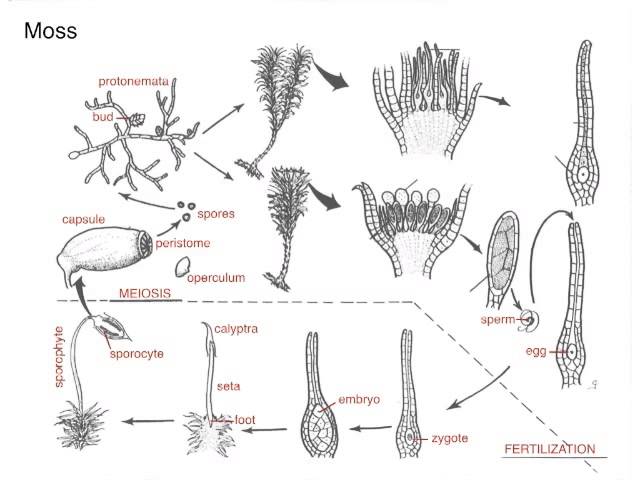 Moss Life Cycle Diagram Of A Life Cycle Of A Common