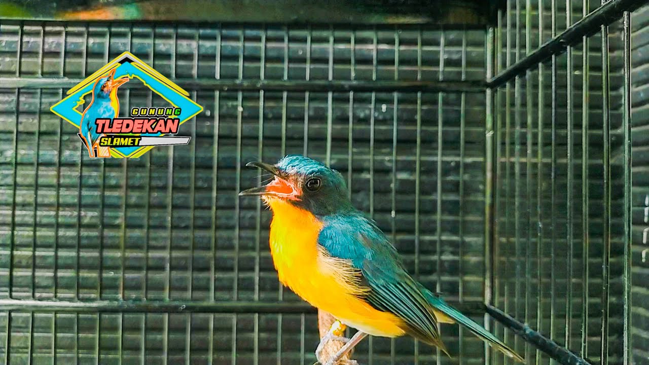 Tledekan Patol Ngriwik Belajar Bunyi Cocok Untuk Pancingan Tledekan ...