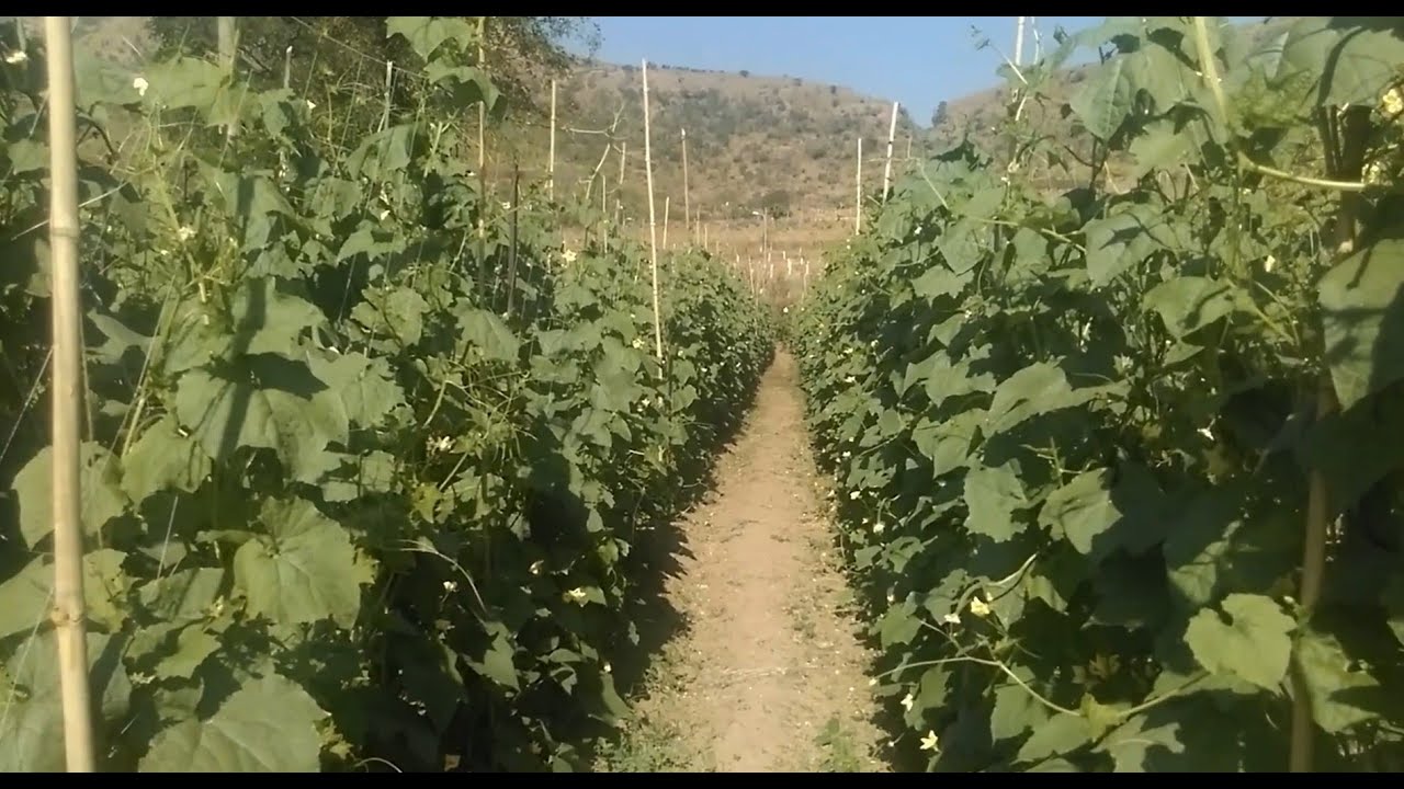 Long Ridge Gourd farming | Using Support Net helps Farmers to Get ...