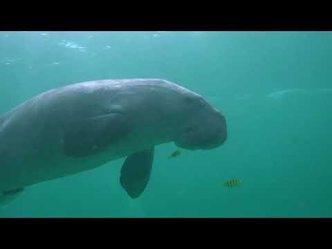 Dugong (Dugong dugon) swimming underwater, Coron Island, Phillipines.