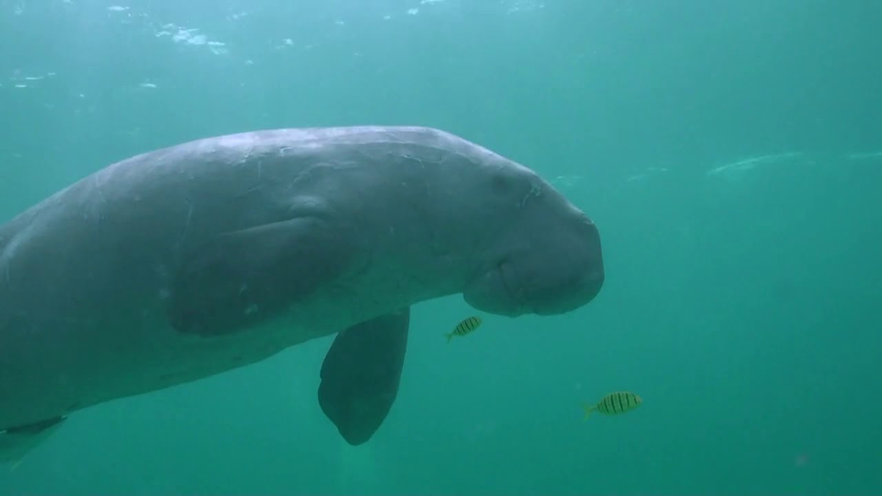 Dugong (Dugong dugon) swimming underwater, Coron Island, Phillipines ...