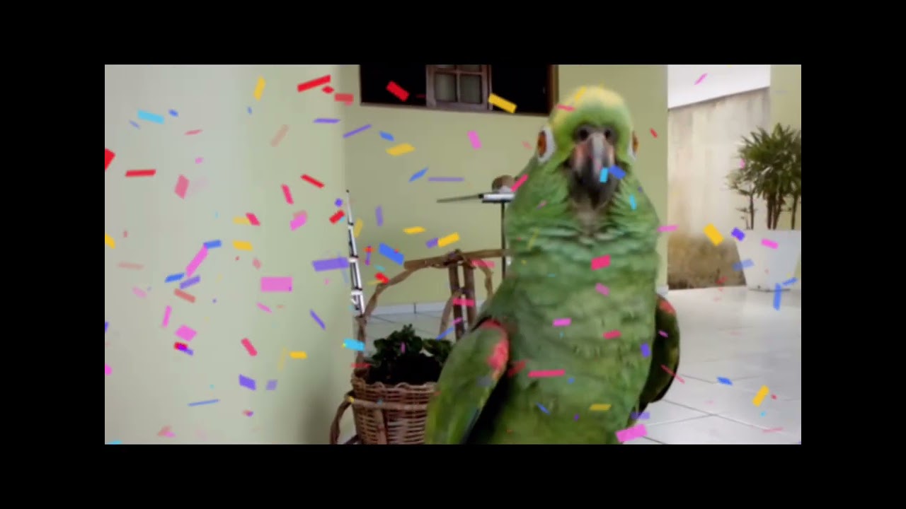 Loros que hablan - YouTube