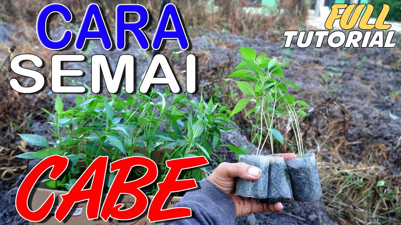 CARA SEMAI CABE DARI AWAL, FULL TUTORIAL, LANGSUNG POTONG PUCUK - YouTube