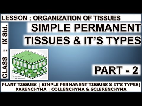 Plant Tissues | Simple Permanent Tissues & Types | Organization of ...