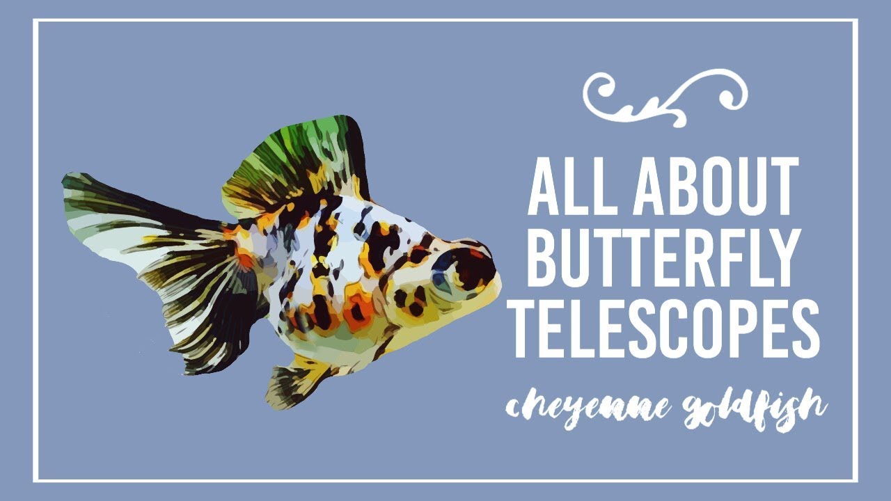 All About Butterfly Telescopes // Cheyenne Goldfish - YouTube