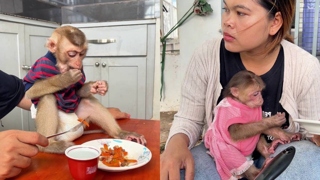 You can’t resist smiling at this monkey eating happily! 🐒😊...... | # ...