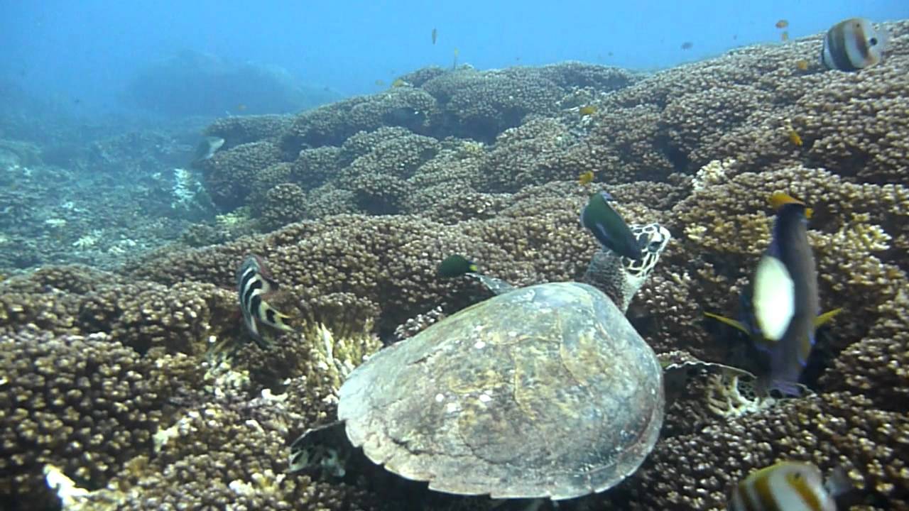 turtle at redang island 5.2012 - YouTube