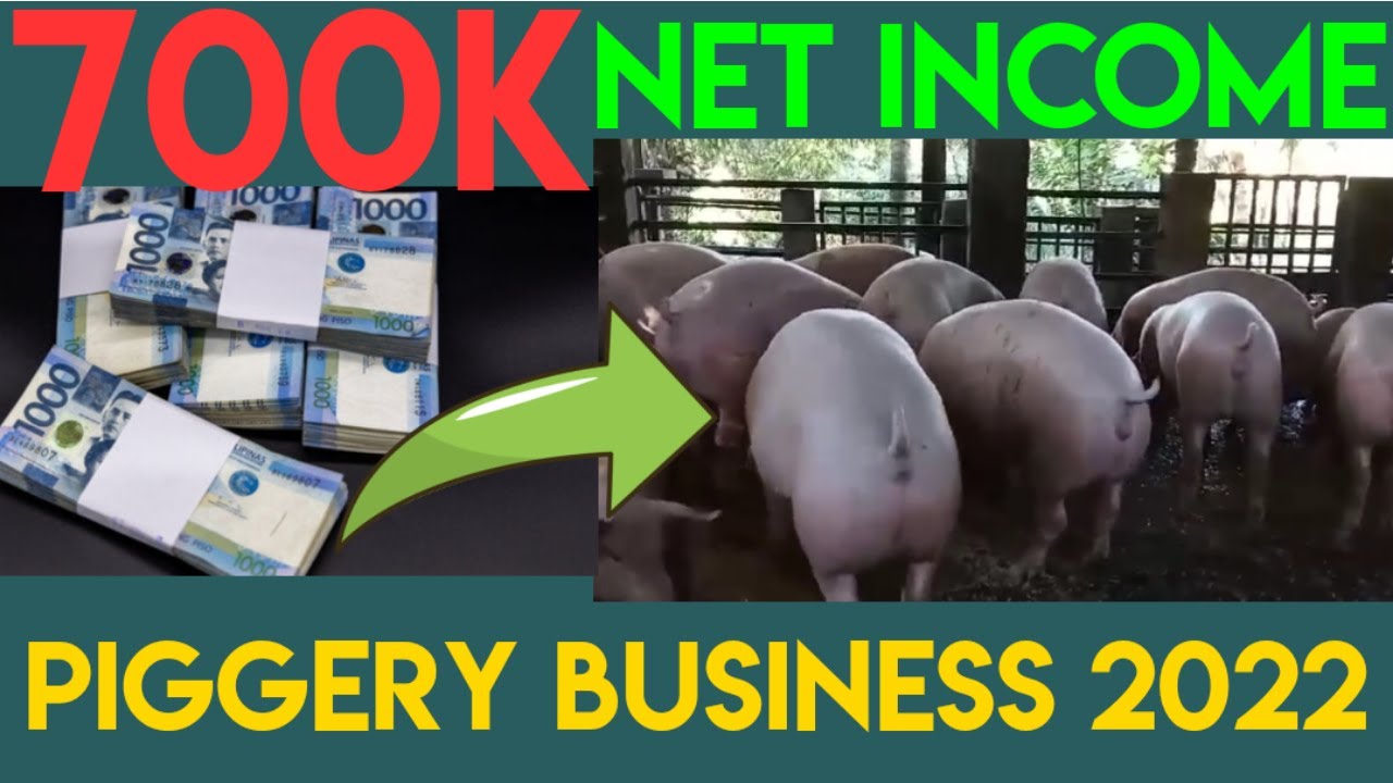 PIGGERY IN THE PHILIPPINES | PIGGERY BUSINESS 2022 | HOW MUCH MY INCOME ...