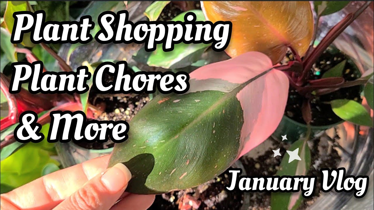 PLANT CHORES!! Cleaning My Prop Boxes, Repotting, Plant Shopping & Some ...