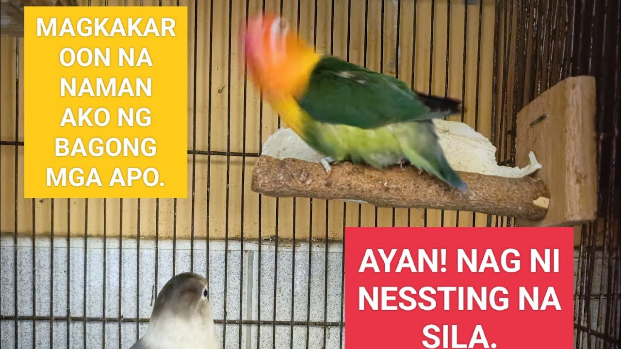 PALAPA NA NG NIYOG MALAKING PAPEL SA MGA IBON. - YouTube