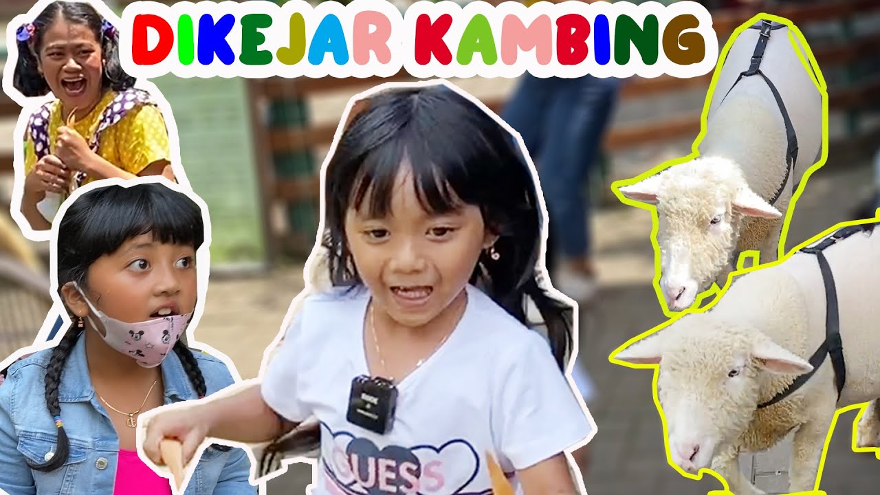 LUCU DIKEJAR KAMBING SAMANTHA LARI BARENG BABY DINAR DAN JENG TUT LIBUR ...