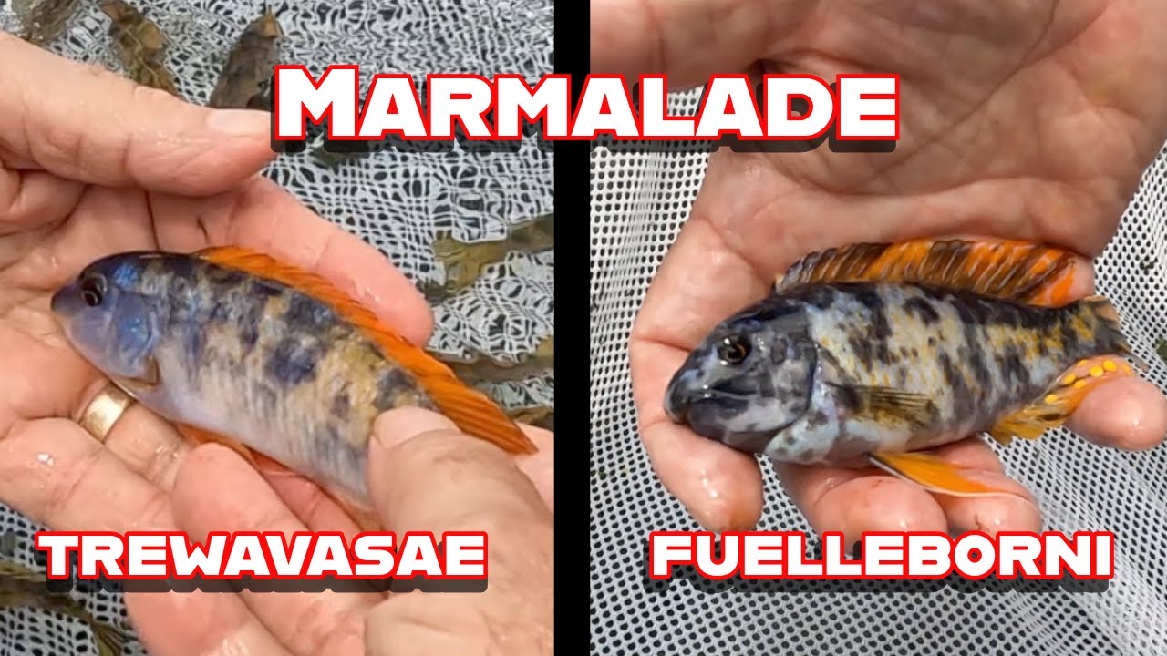 Got Marmalade? Labeotropheus Trewavasaw and Fuelleborni - YouTube