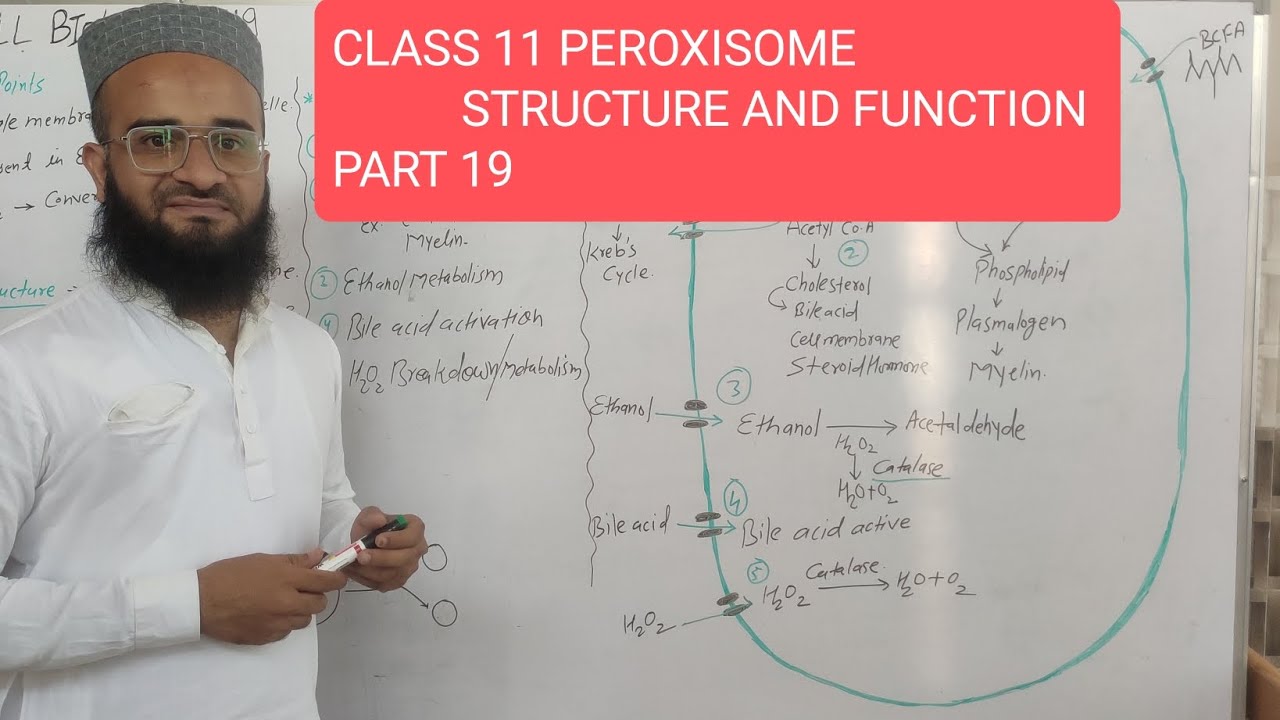 CLASS 11 || PEROXISOME STRUCTURE AND FUNCTION || CELL BIOLOGY || PART ...
