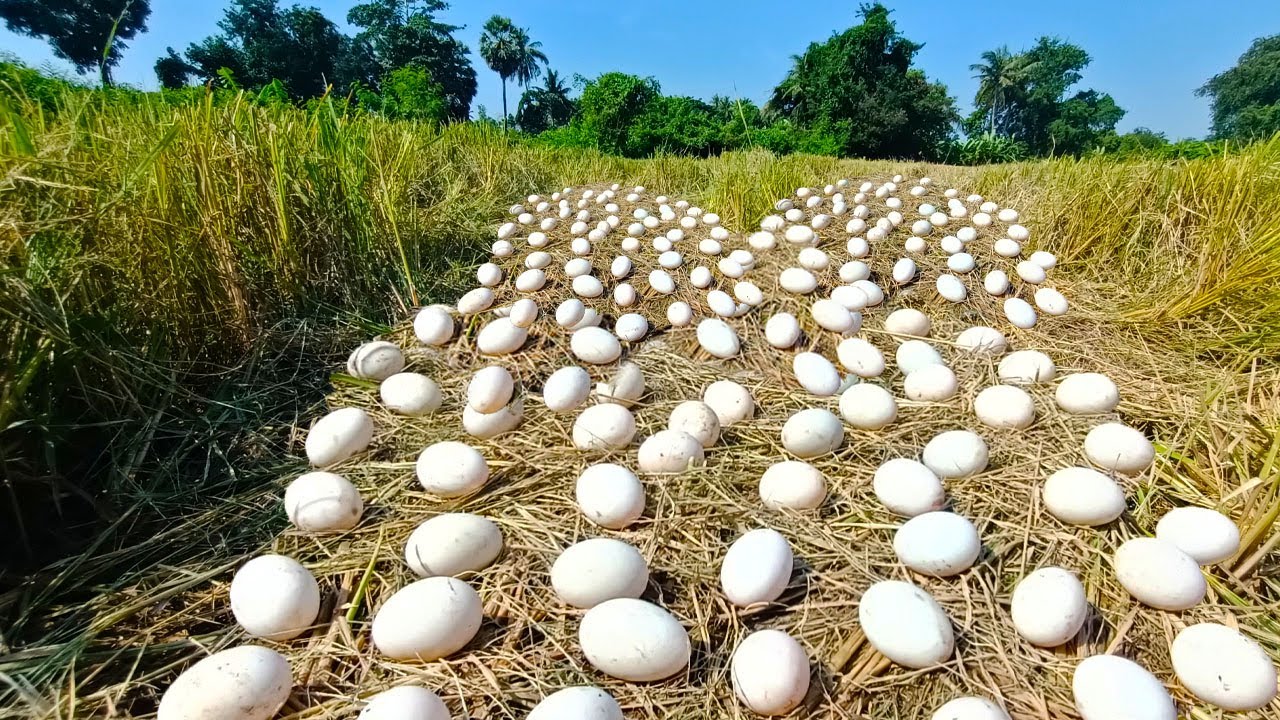 wow wow amazing! farmer pick a lots of eggs duck in the straw in the ...