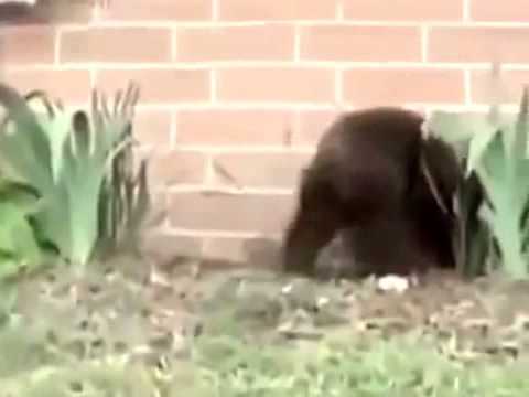 угарные приколы