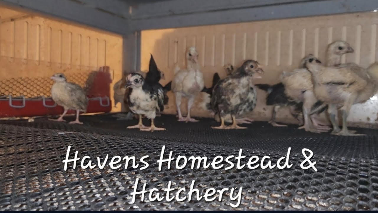 Newly Hatched Quail BobWhites & Chickens - YouTube