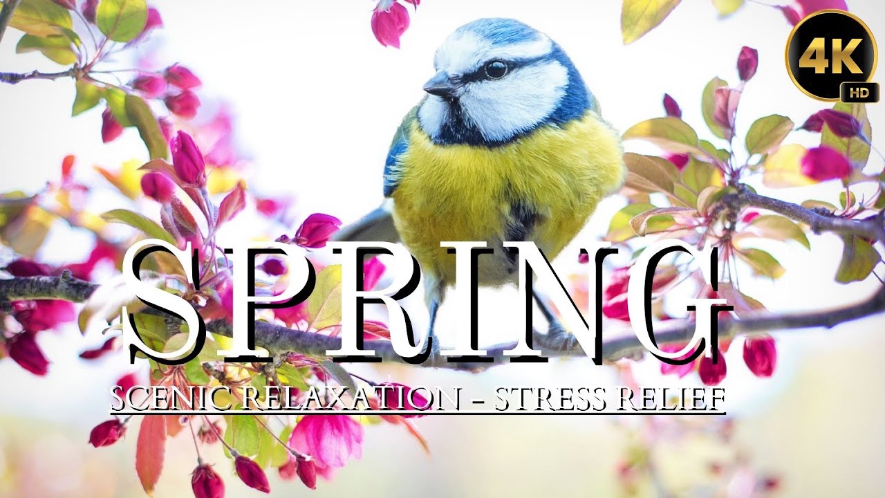 Spring 4K - Scenic Relaxation - Calming Music - Stress Relief ...