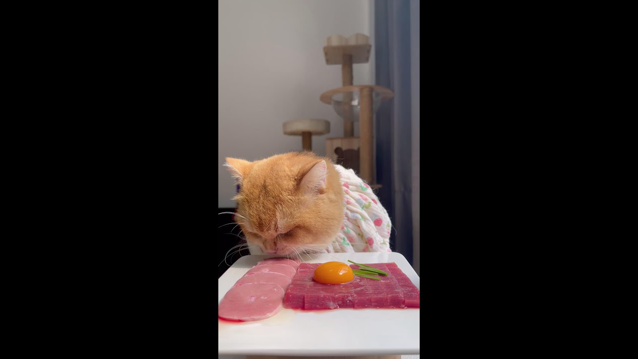 Electronic pickled mustard tuber online# cat🐱# Cats# Cats# Cats# Cats ...