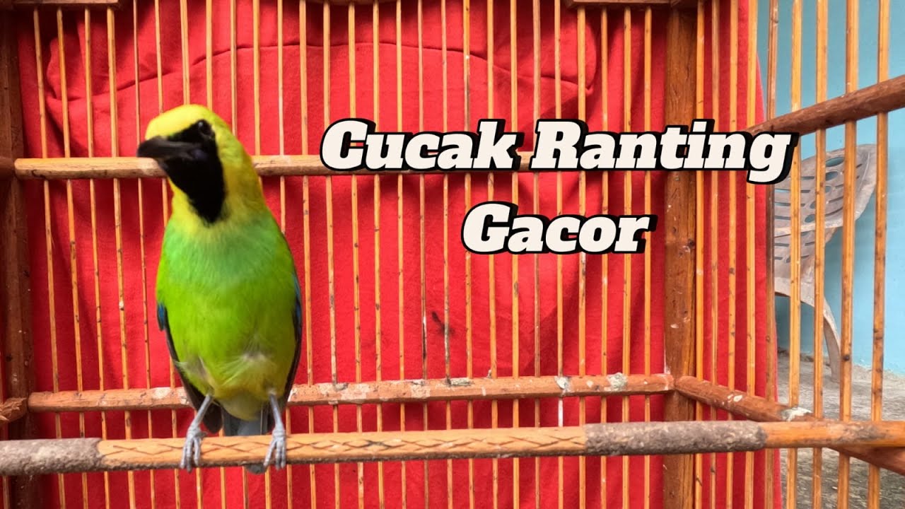 Masteran Cucak Hijau Kepala Kuning Gacor, Isian Materi Banyak & Mewah ...