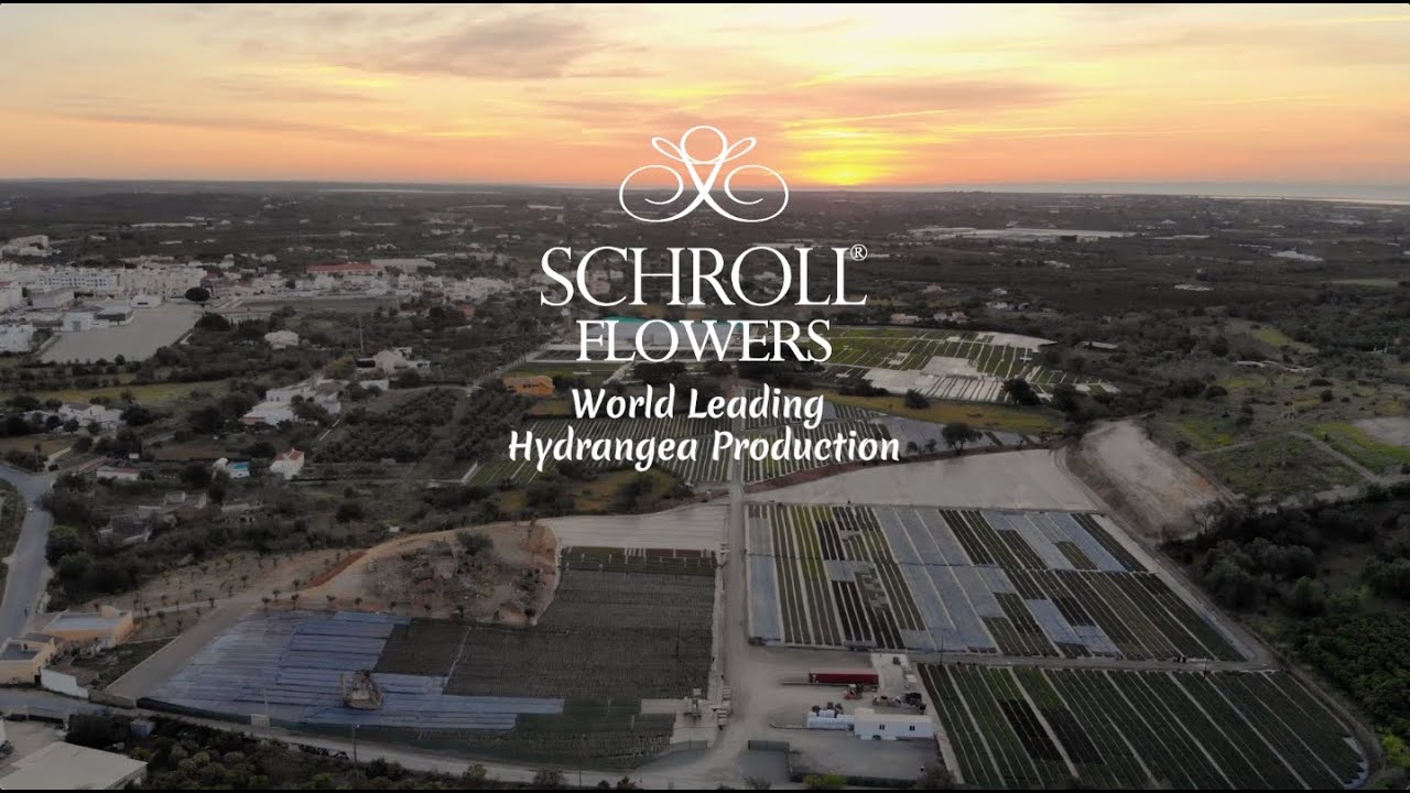 Schroll Flowers - Portugal 2 0 - YouTube