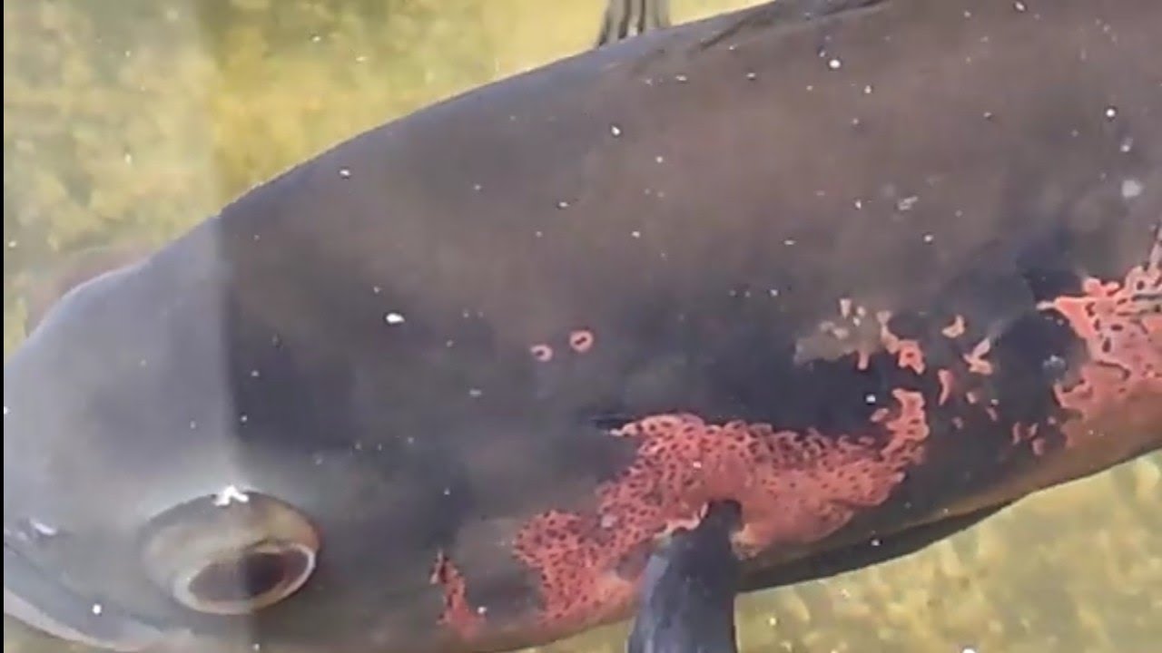 #Jakeh. #fishes. - YouTube