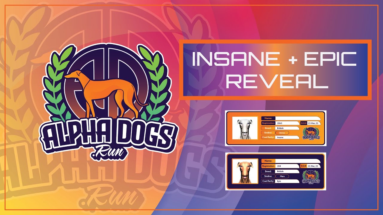 Alpha Dogs Run - Insane and Epic Greyhound Showcase - YouTube