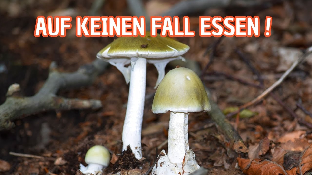 7 häufige Giftpilze, die du kennen musst | Giftige Pilze in Deutschland ...