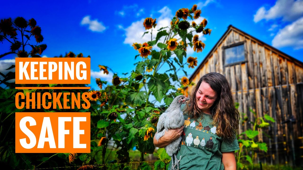 Keeping Chickens Safe While Free Ranging | An Ultimate Guide - YouTube