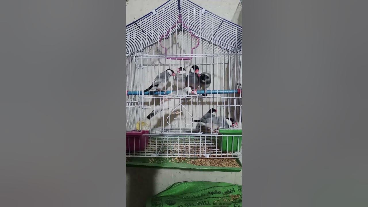 JAVA BIRDS#birds #javascript #birdlovers - YouTube