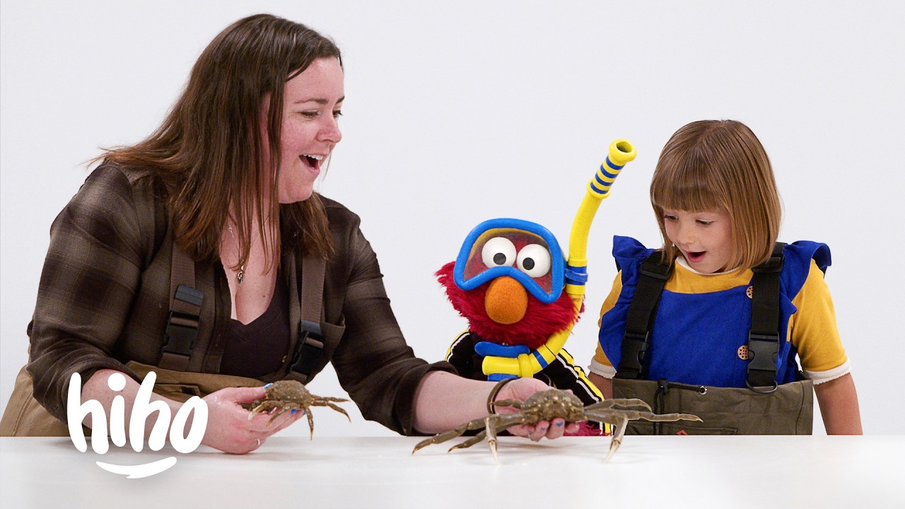 Kids and Elmo Meet a Marine Biologist | HiHo Kids - YouTube