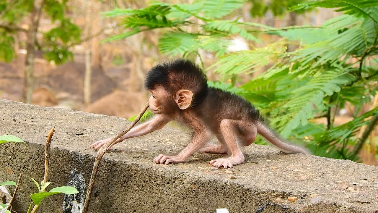 Bravo Little Newborn Baby So Strong When Mother Go Far From Baby - YouTube