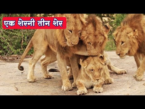 3 Male Lions Go For 1 Lioness | Lions Mating | Ak Animal Lover