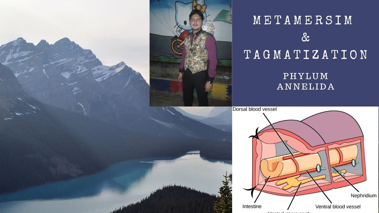 metamerism and tagmatization - YouTube