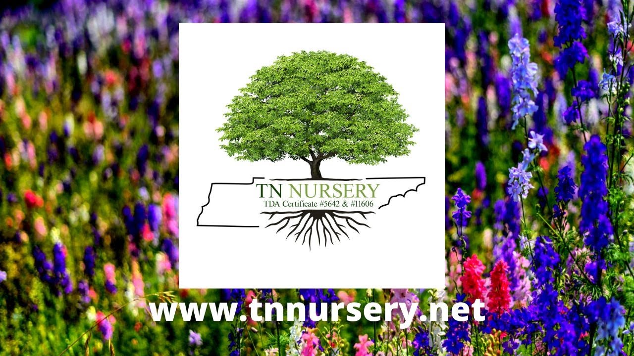 TN Nursery - Buy Plants Online Affordable. Voted the #1 Mail Order ...
