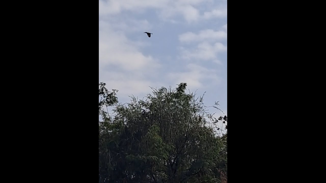 Very Strange Bird Diving into Water | Birds buoyancy | Strange Birds ...