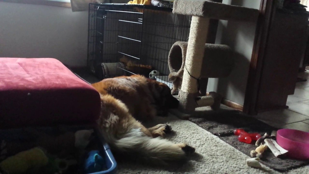 Leonberger attacked by kitten - YouTube