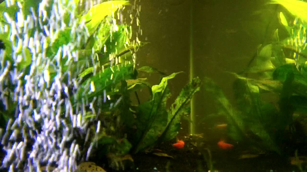 In Tank Video of Aquarium (underwater camera) - YouTube