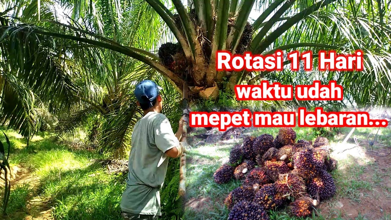Panen Sawit Sendiri//Rotasi Cuma 11 Hari.. - YouTube