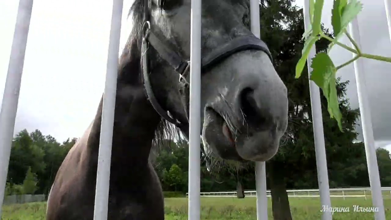 Позитивная лошадь. Positive horse. - YouTube