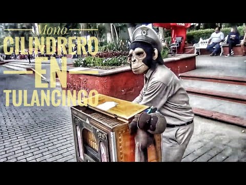 Mono Cilindrero se Escapa a Tulancingo Hidalgo - YouTube